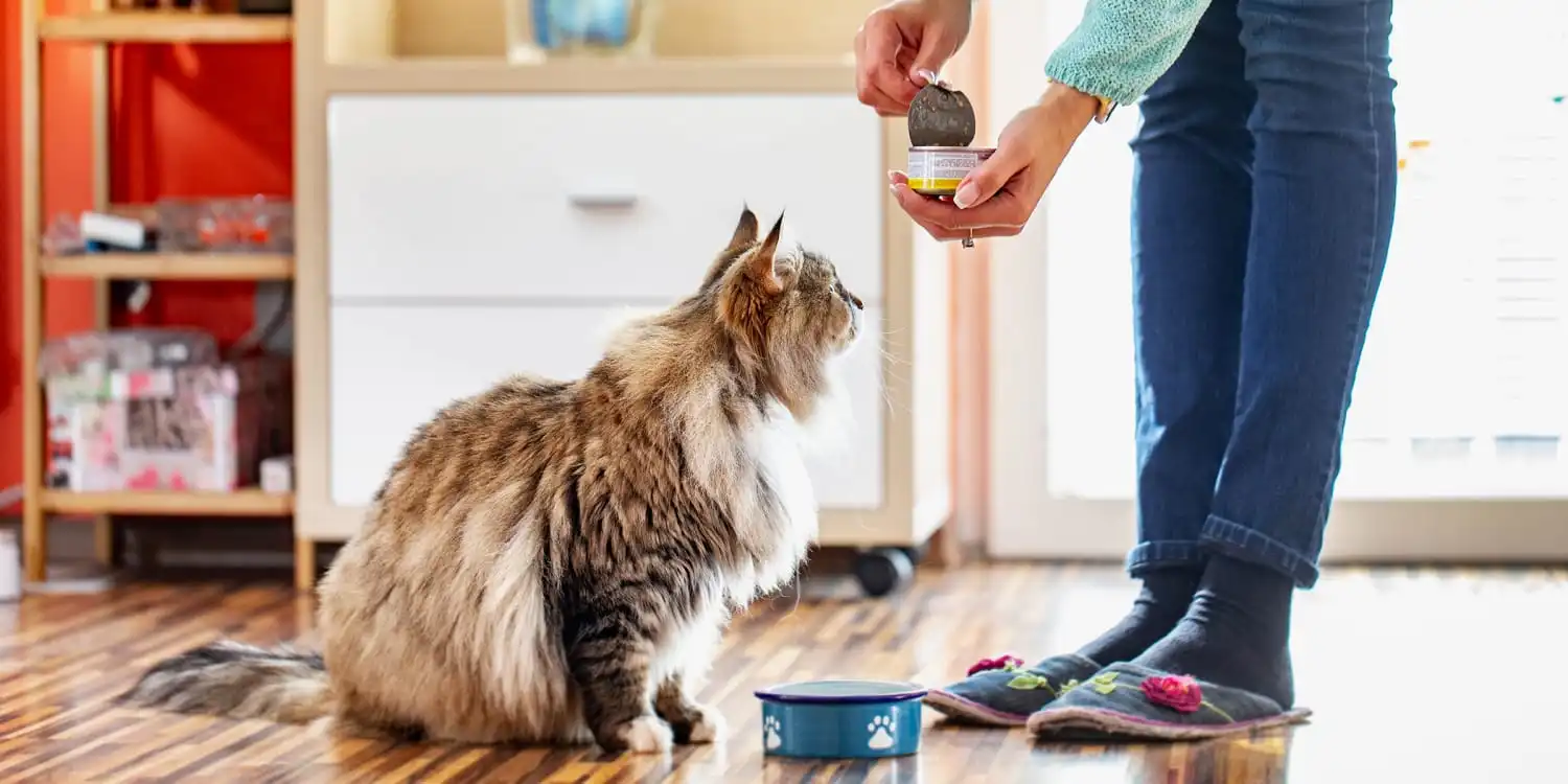 Choosing the Right Cat Food: A Comprehensive Guide - Pawminent