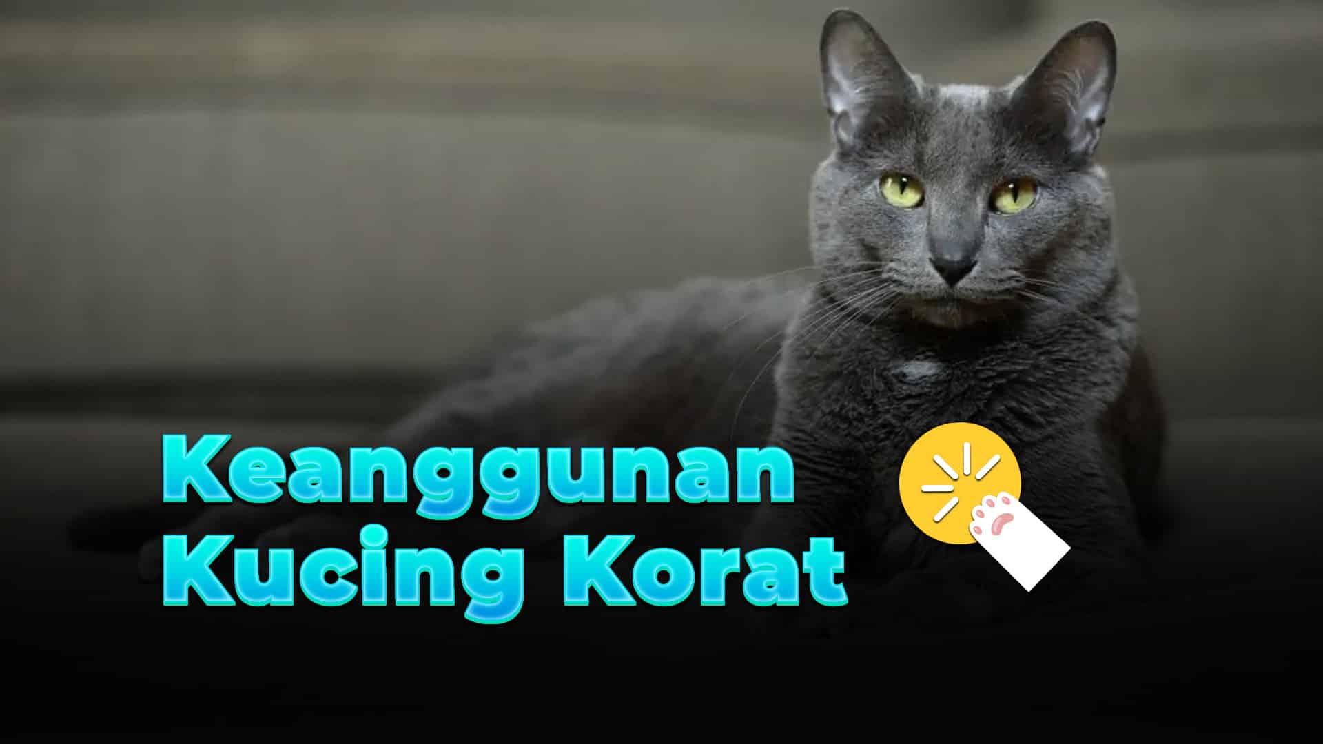 Keanggunan Kucing Korat