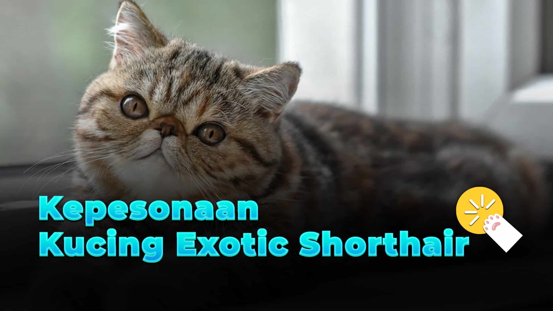 Kepesonaan Kucing Exotic Shorthair