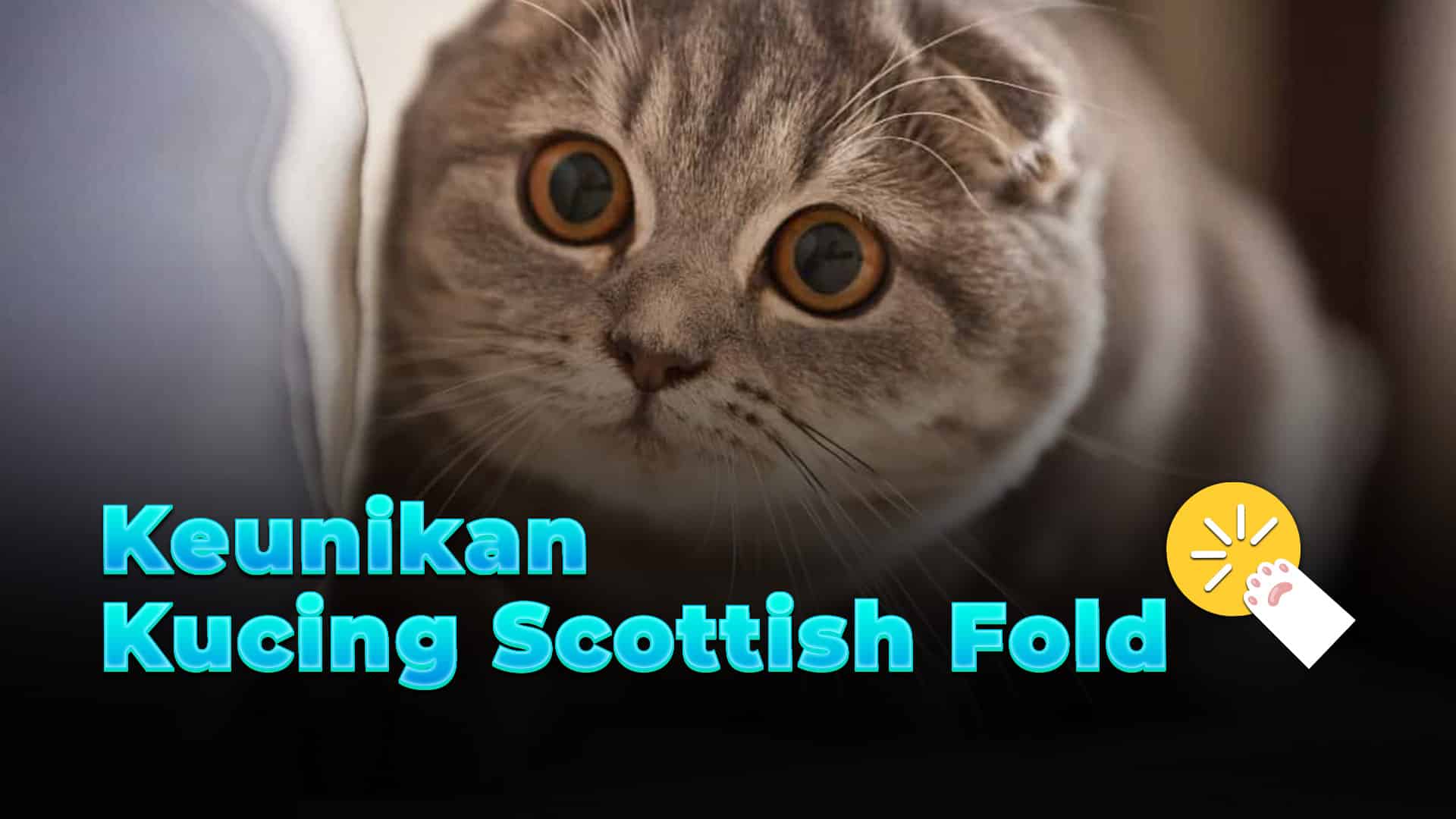 Kecantikan Kucing Scottish Fold