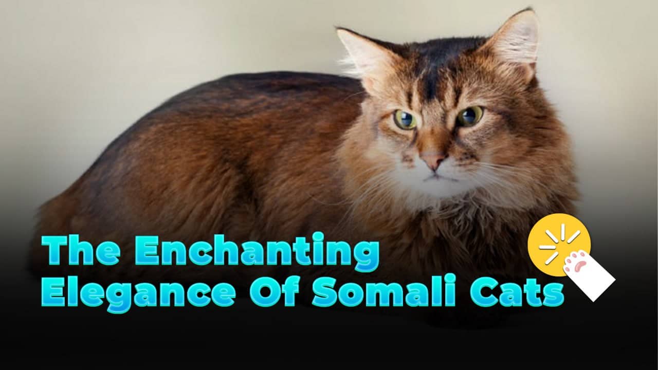 The Enchanting Elegance of Somali Cats