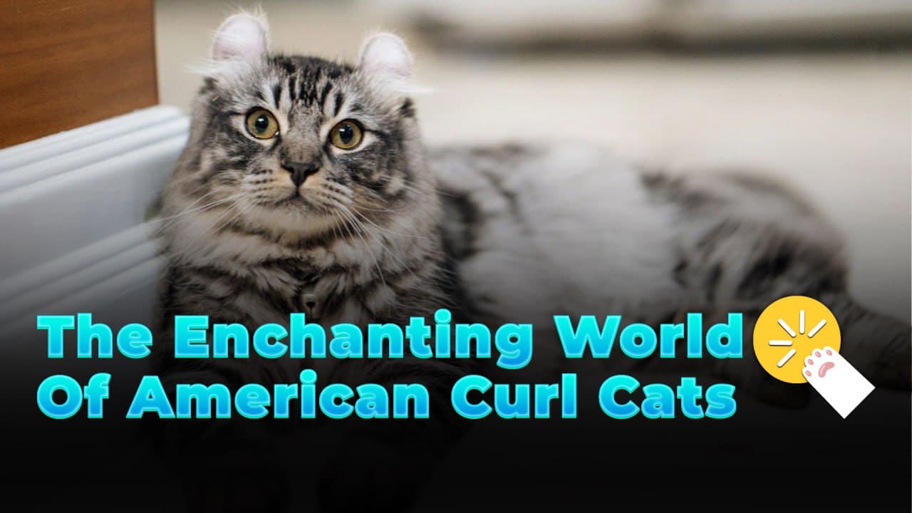 The Enchanting World of American Curl Cats
