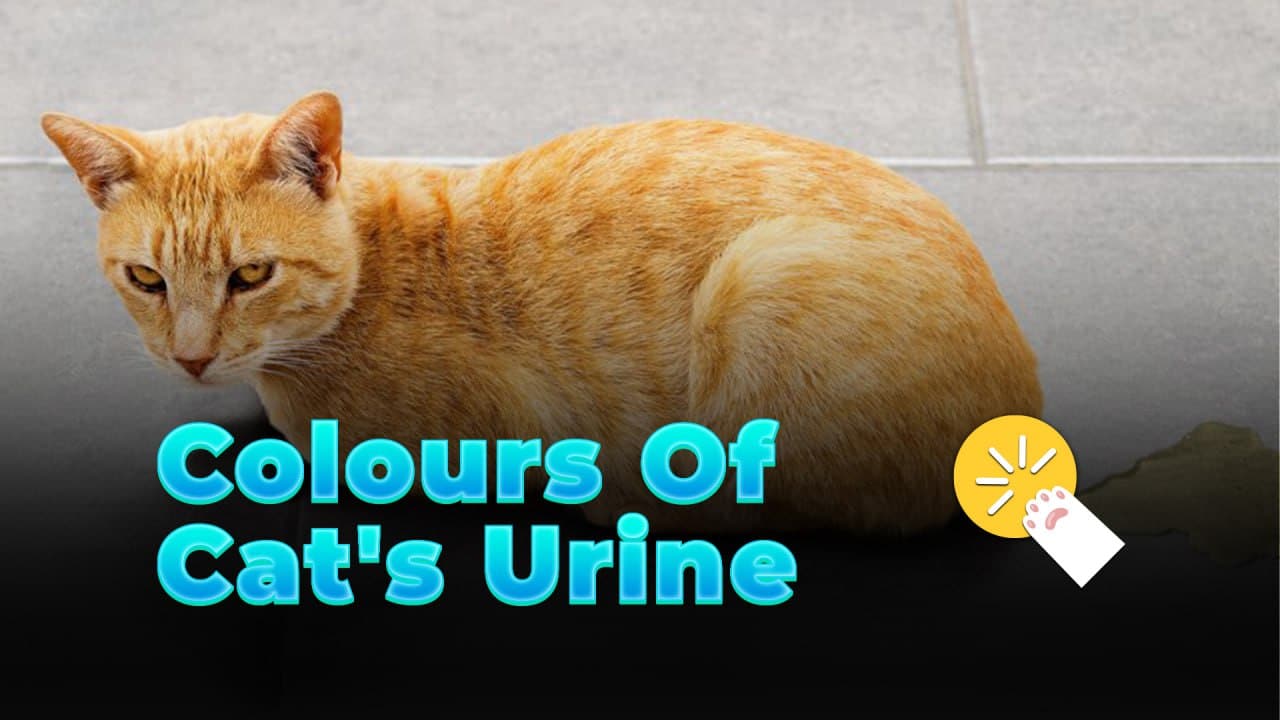 Pawminent | Premium Cat Food for Happy, Healthy Felines