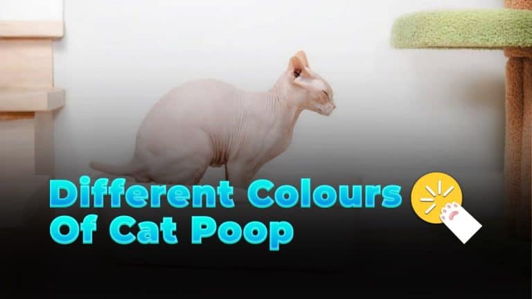 Different Colours of Cat Poop