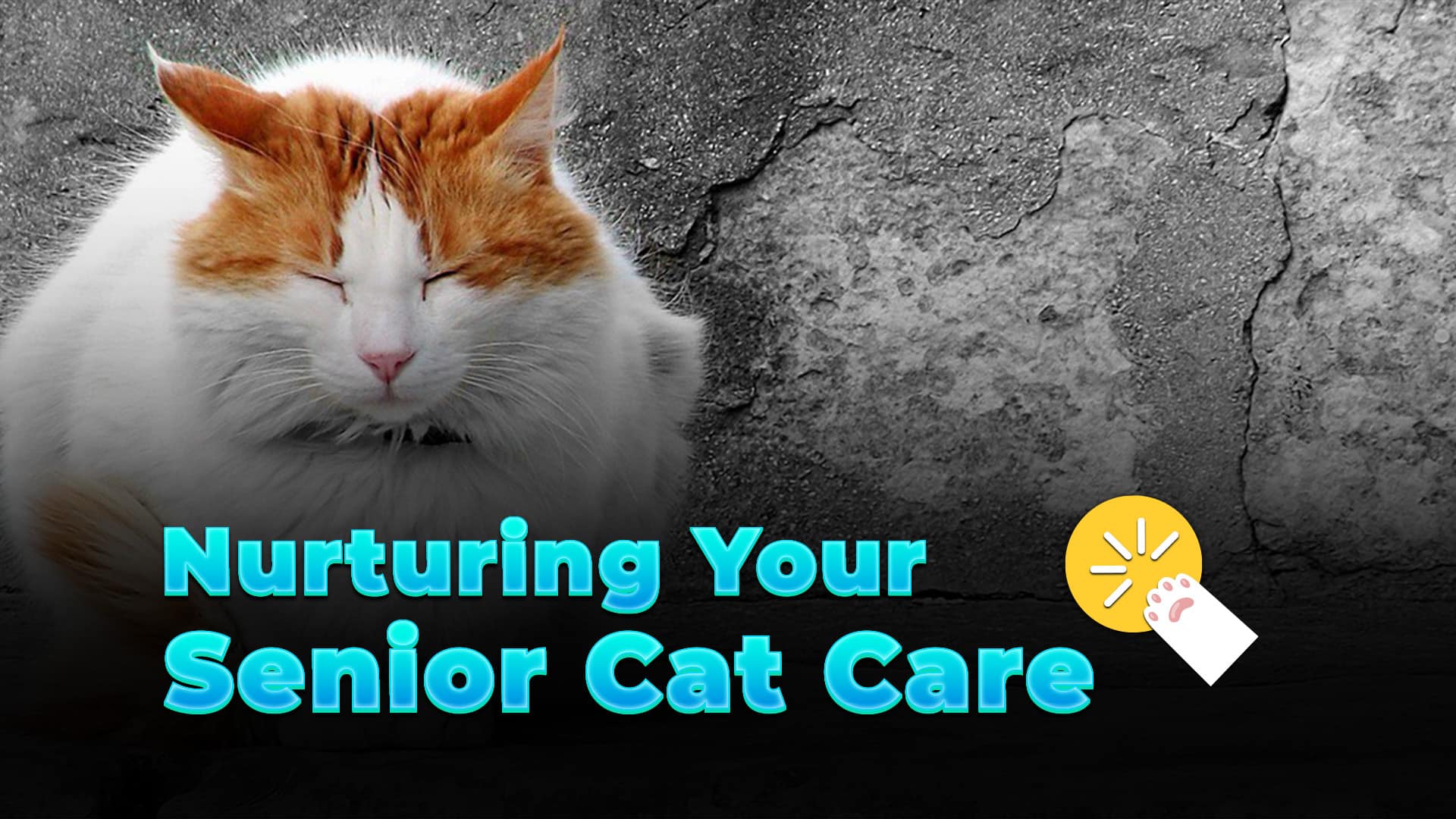 Nurturing Your Senior Cat Care