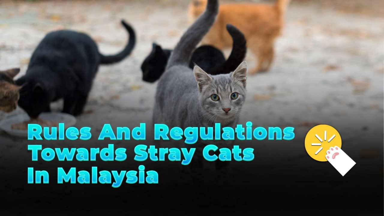 Rules and Regulations Towards Stray Cats in Malaysia