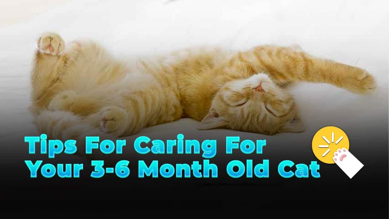 Tips for Caring for Your 3-6 Month Old Cat