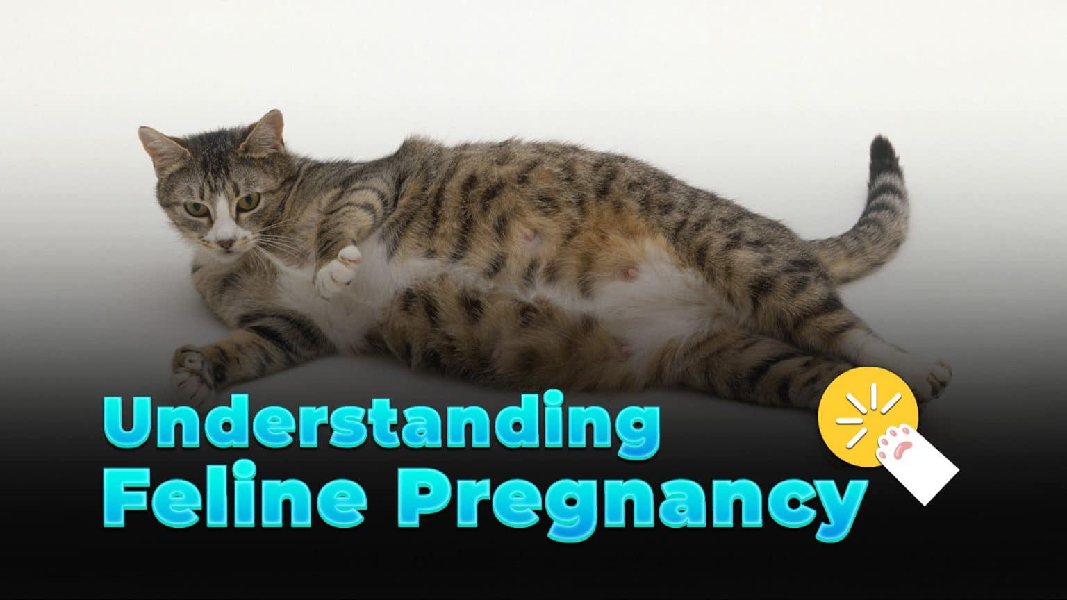 Understanding Feline Pregnancy