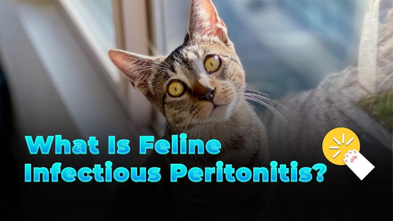 What is Feline Infectious Peritonitis?