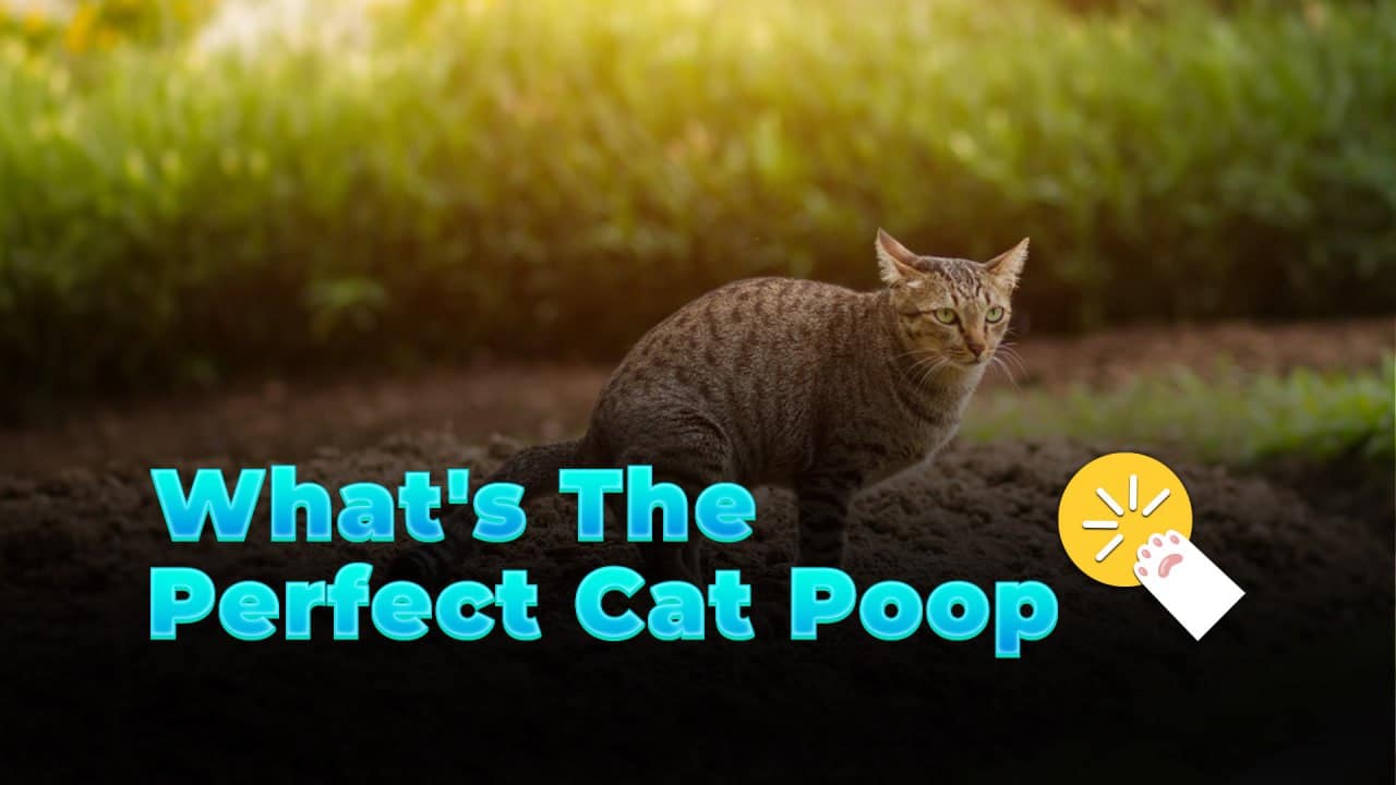 What's the Perfect Cat Poop?