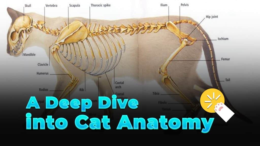 A Deep Dive into Cat Anatomy