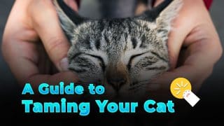 A Guide to Taming Your Cat