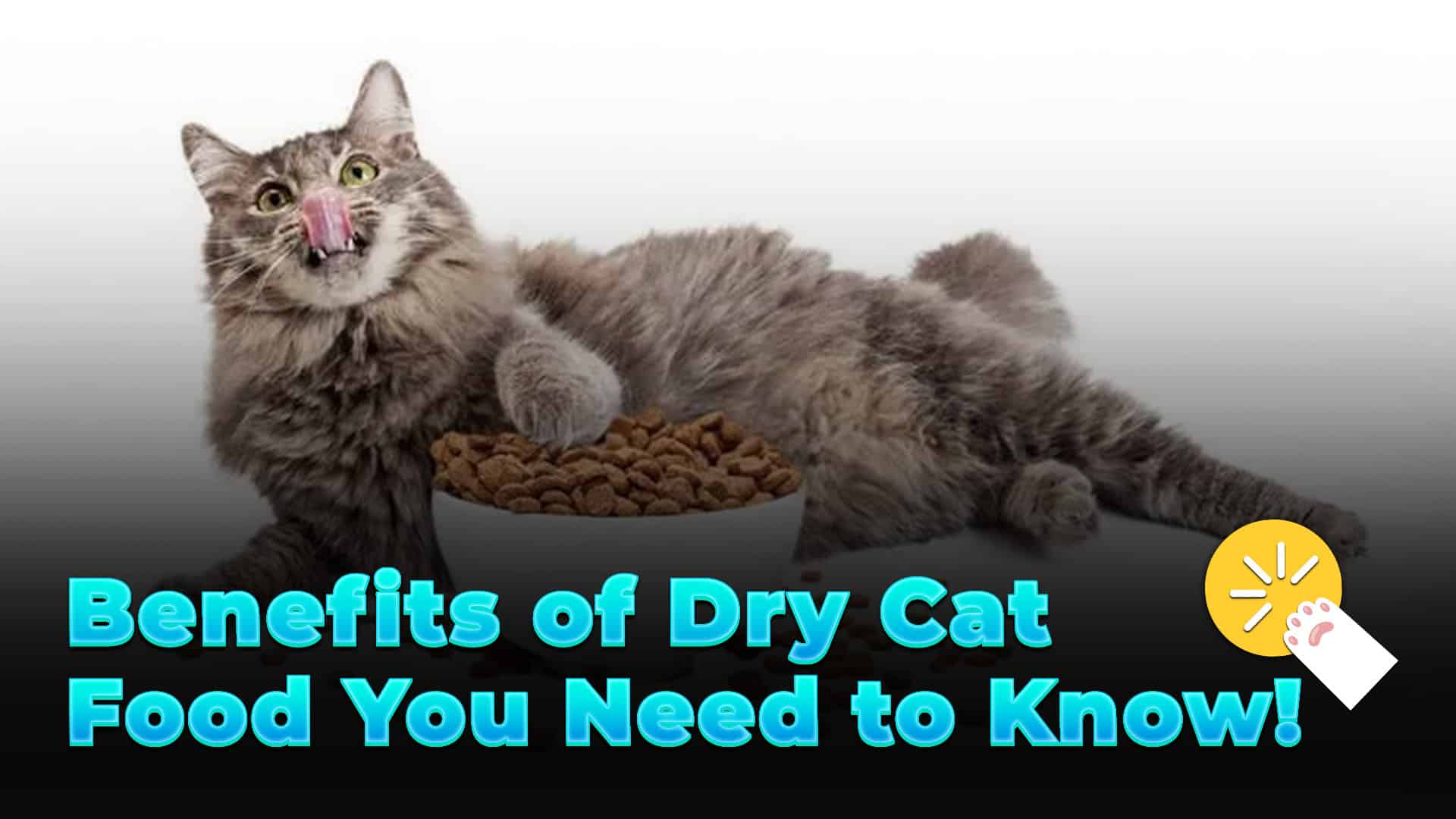 Benefits of Dry Cat Food You Need to Know!