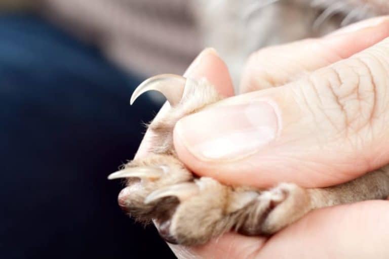 Understanding Feline Nail Infections