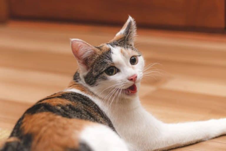 Unveiling the Functions of the Cat Respiratory System