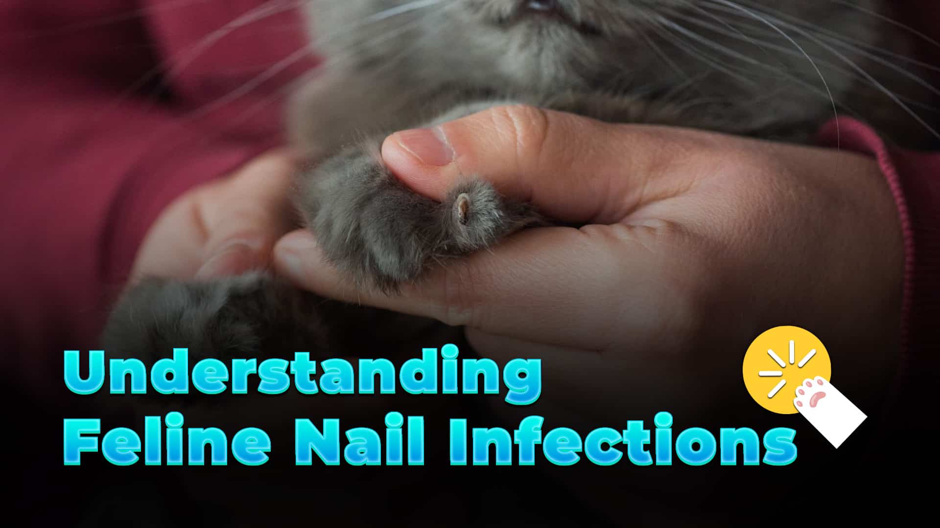 Understanding Feline Nail Infections