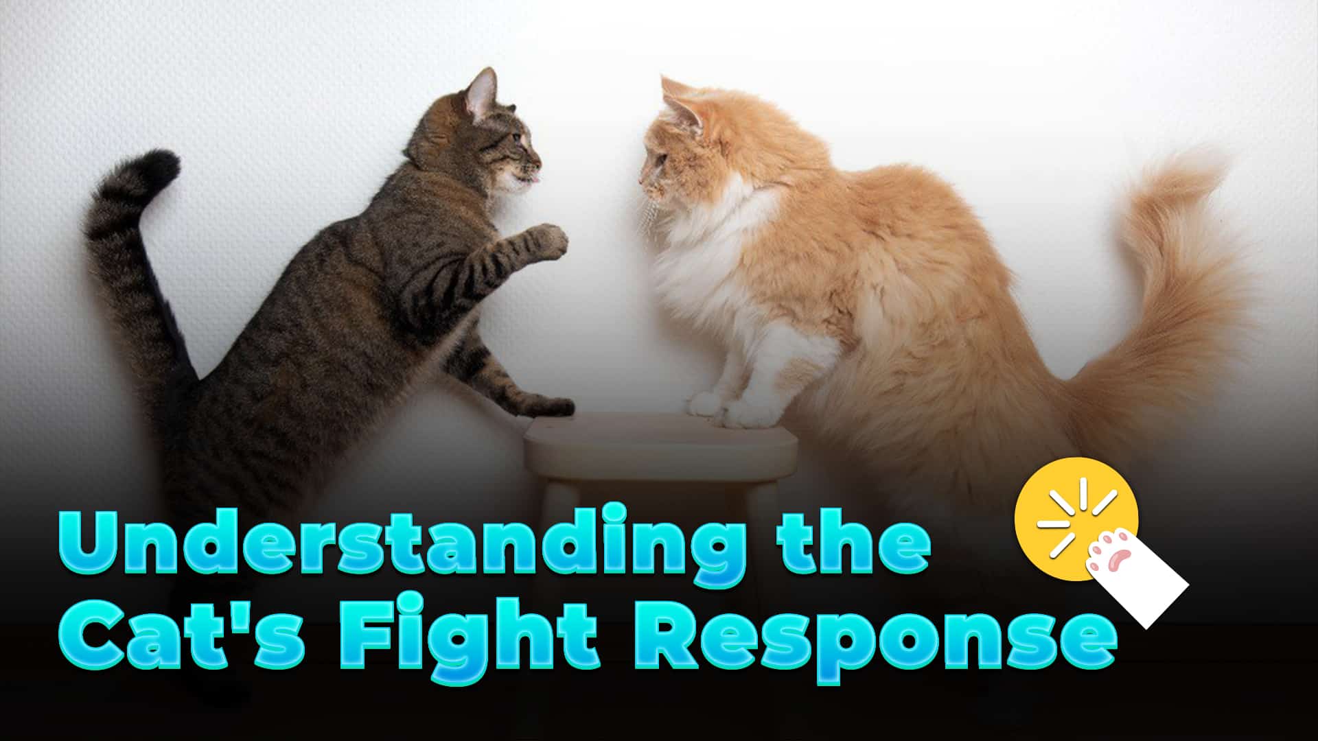 Understanding the Cat's Fight Response
