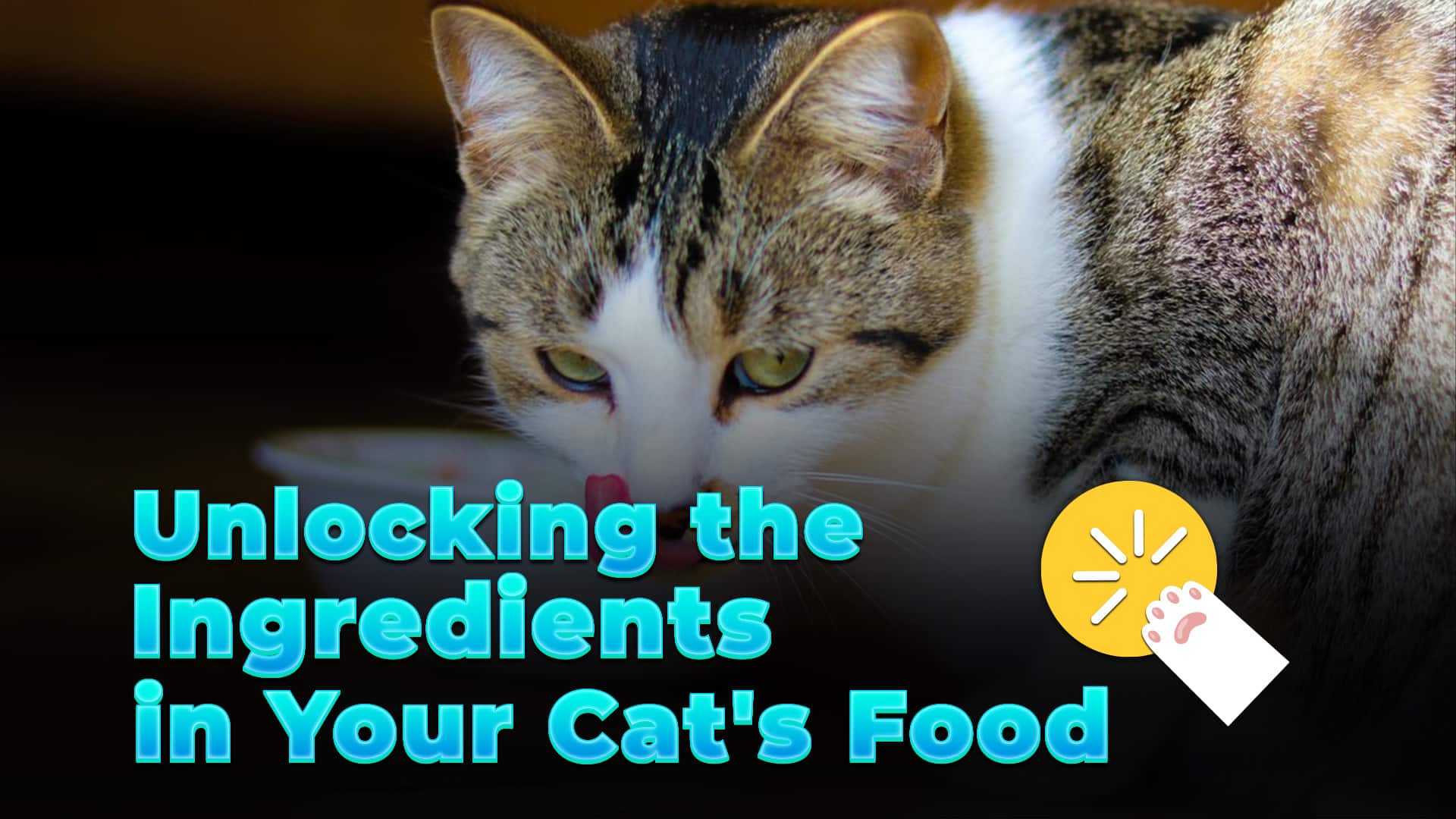 Unlocking the Ingredients in Your Cat's Food