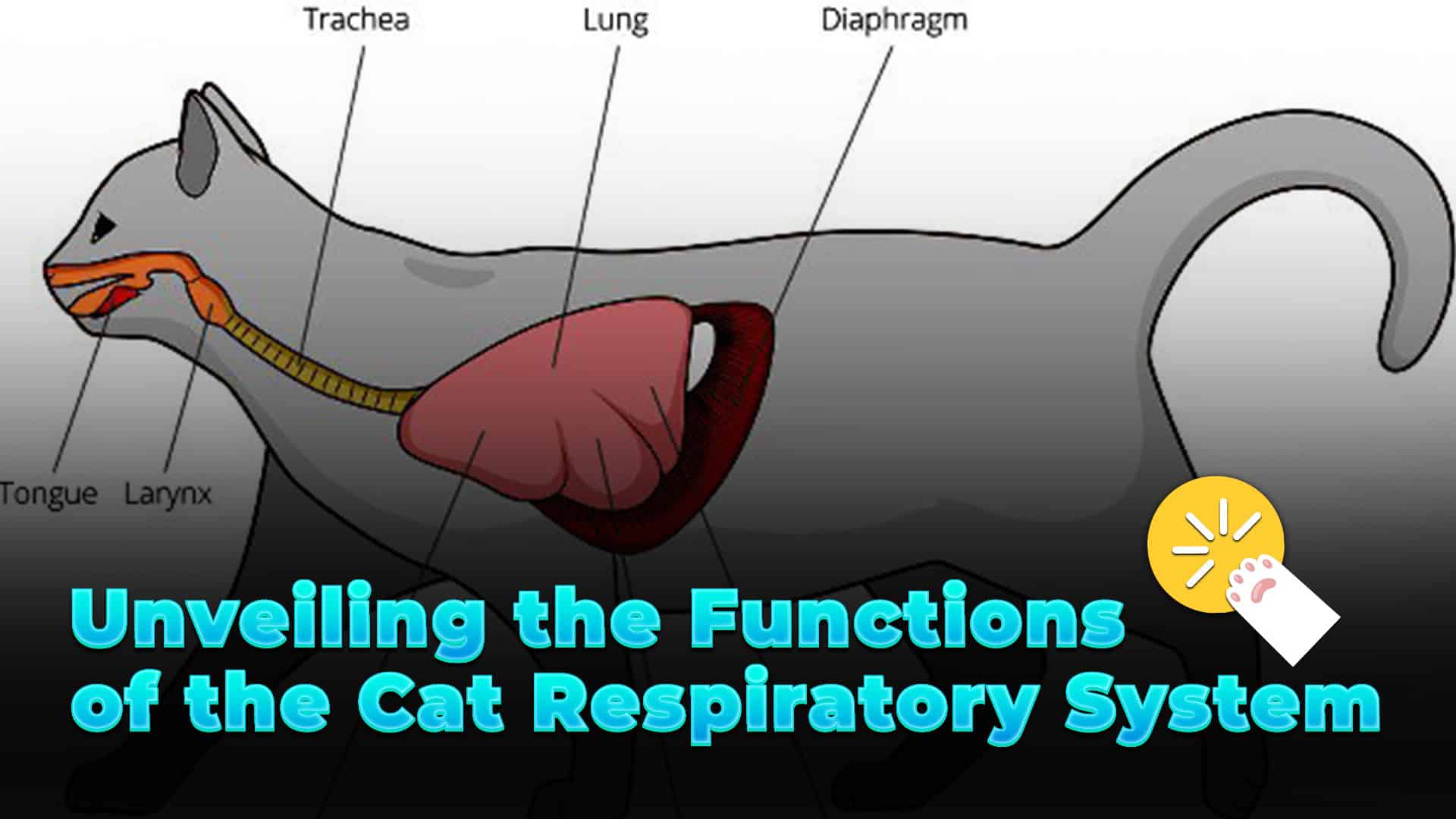 Unveiling the Functions of the Cat Respiratory System