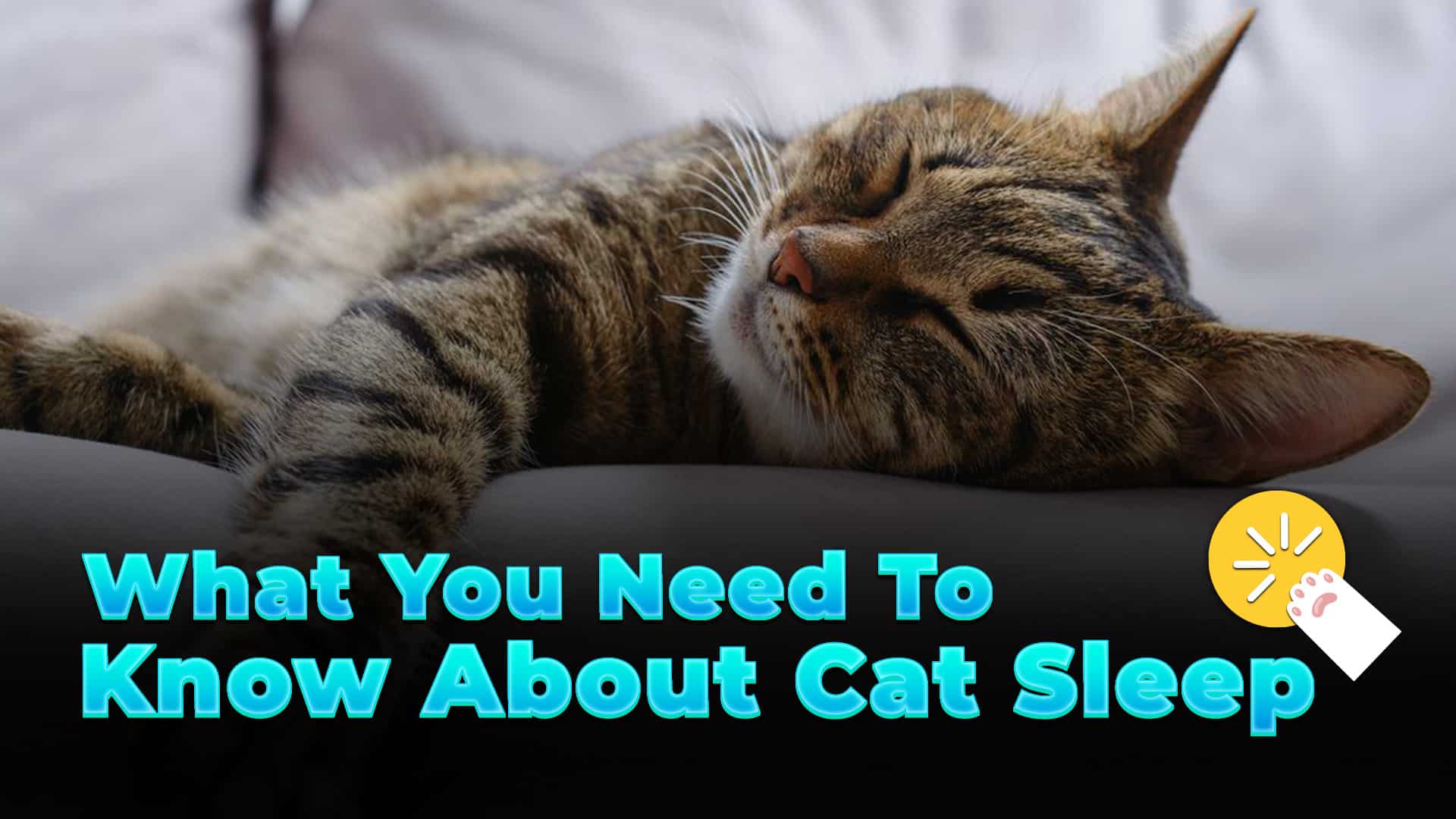What You Need To Know About Cat Sleep?