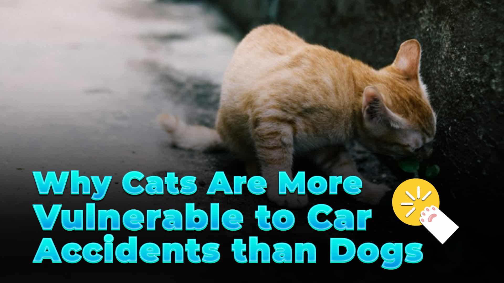 Why Cats Are More Vulnerable to Car Accidents Than Dogs