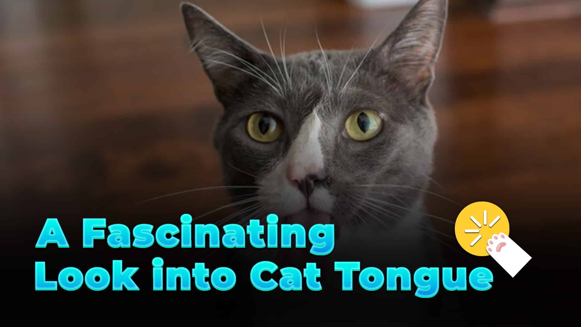 A Fascinating Look into Cat Tongue