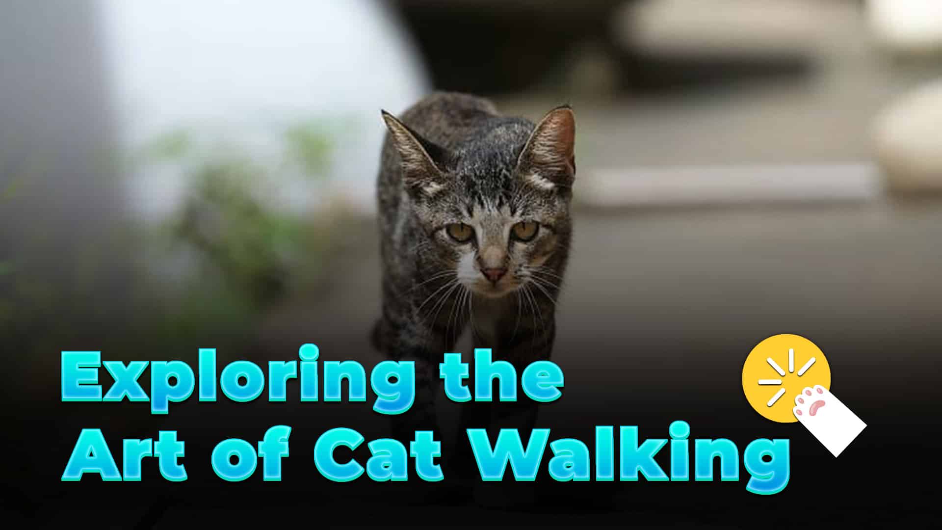Exploring the Art of Cat Walking