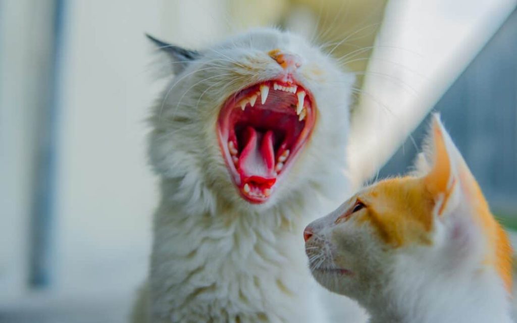 Exploring the Wonders of Cat Teeth
