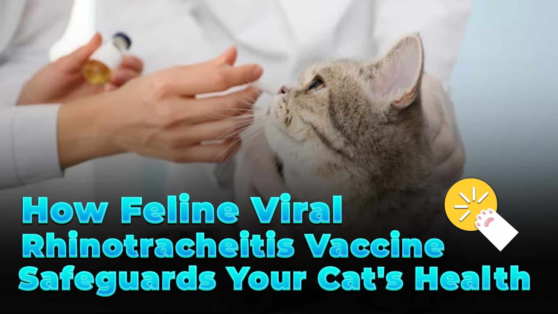 How Feline Viral Rhinotracheitis Vaccine Safeguards Your Cat's Health