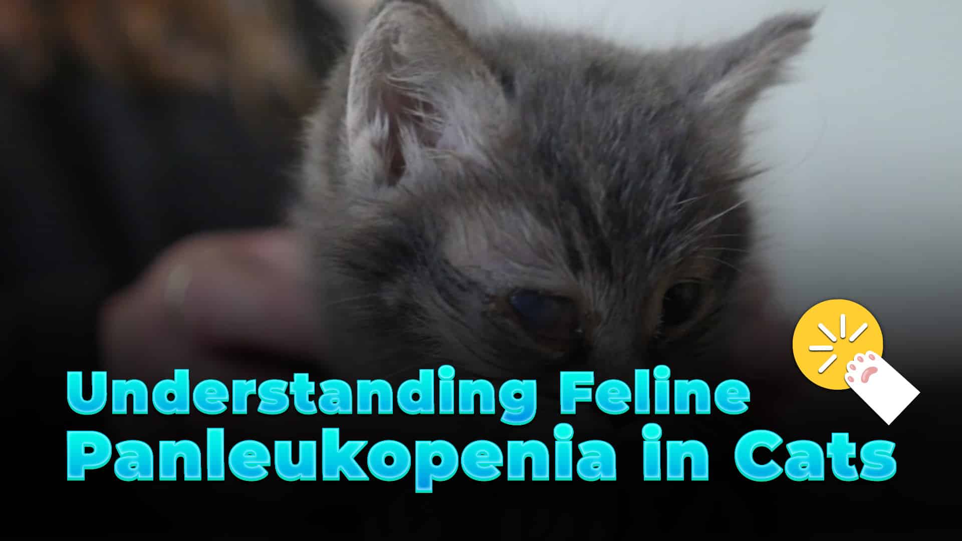 Understanding Feline Panleukopenia in Cats