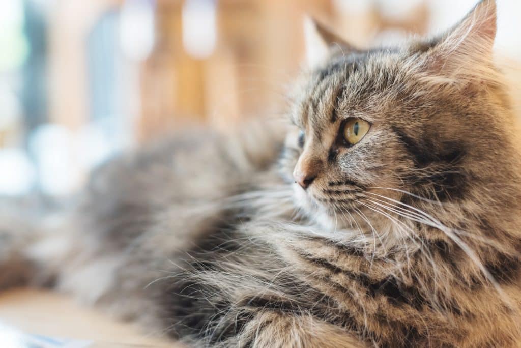How to Spot the Signs of Stress in Your Cat