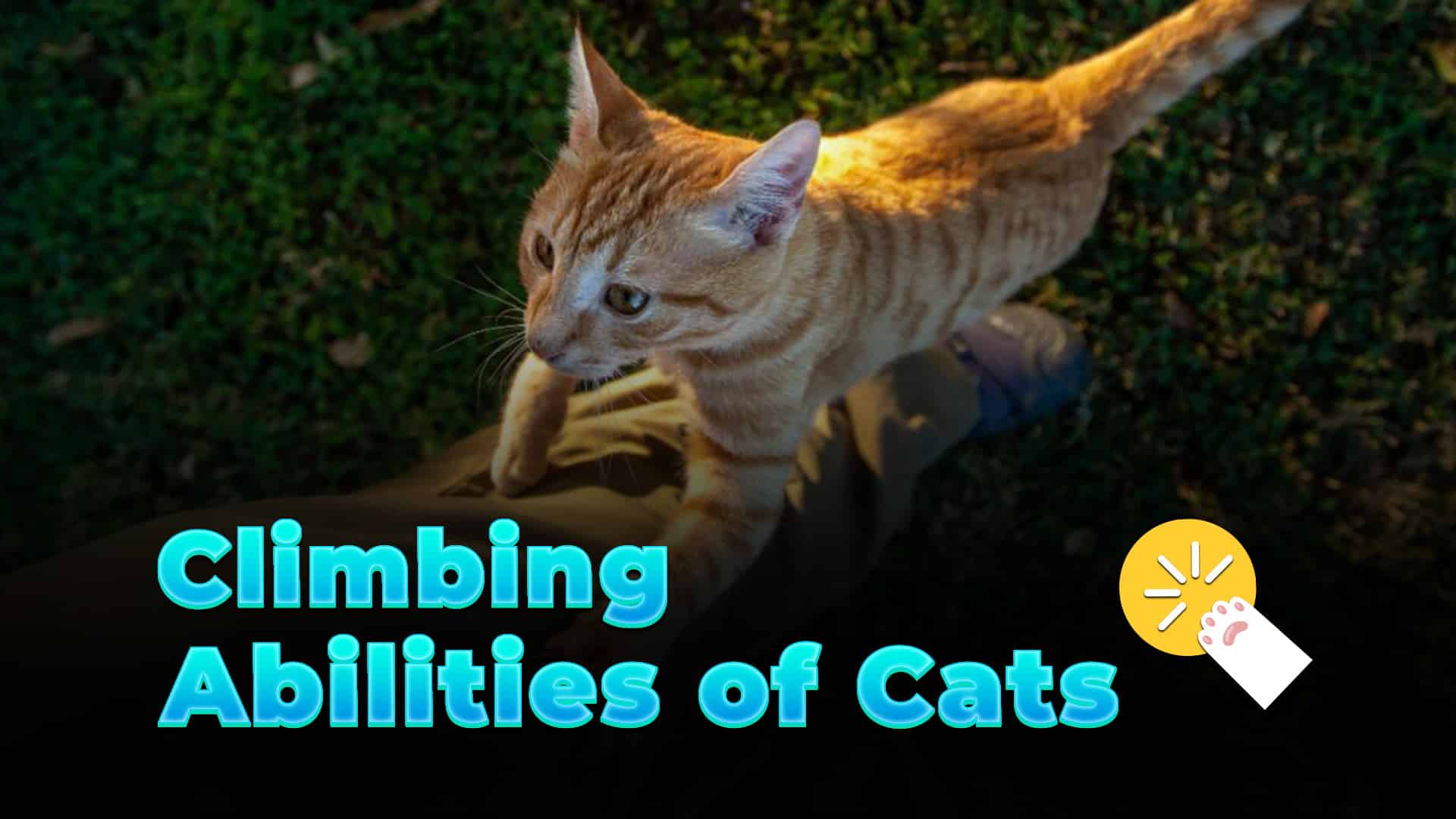 Pawminent | Premium Cat Food for Happy, Healthy Felines