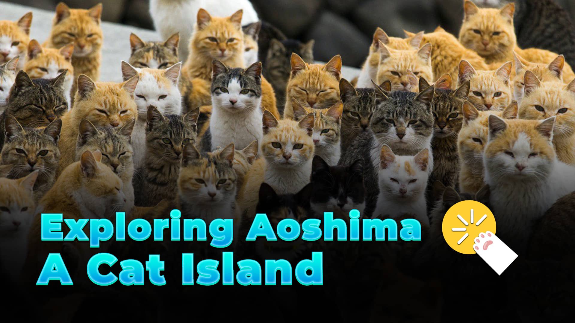 Exploring Aoshima A Cat Island
