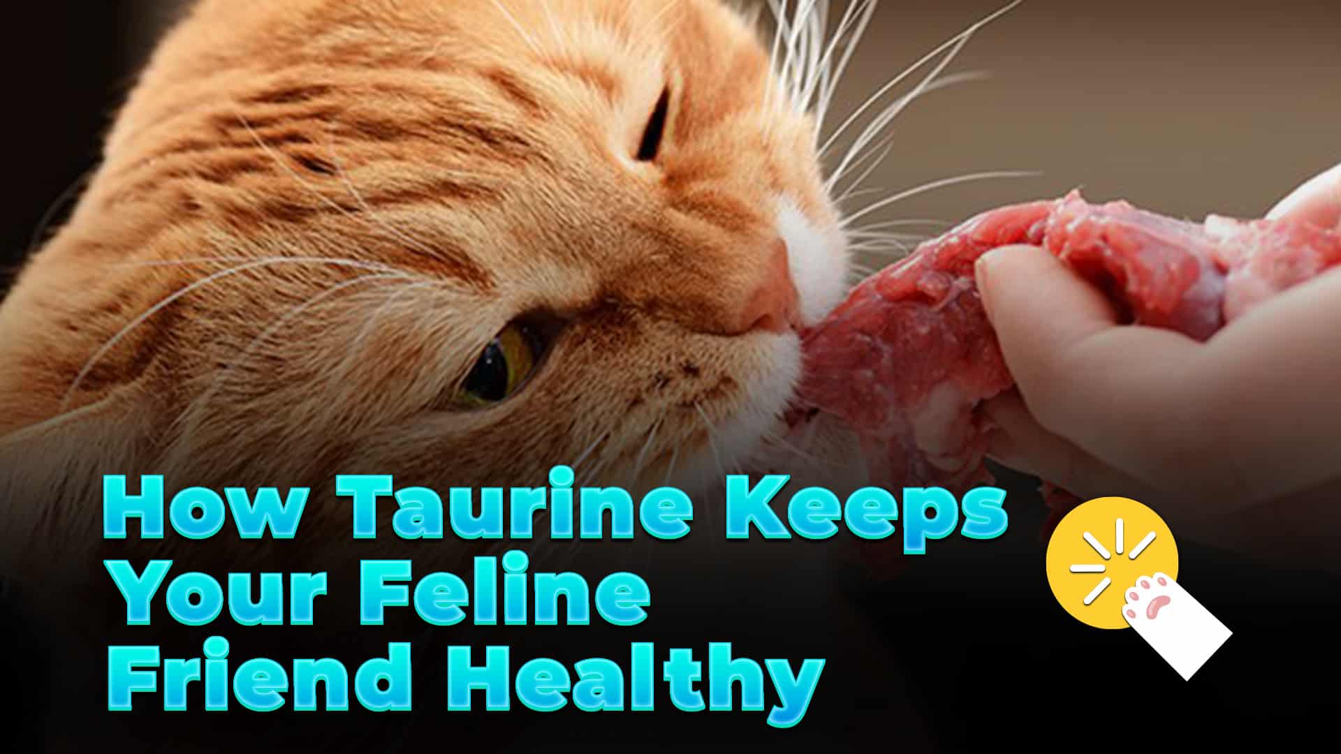 How Taurine Keeps Your Feline Friend Healthy