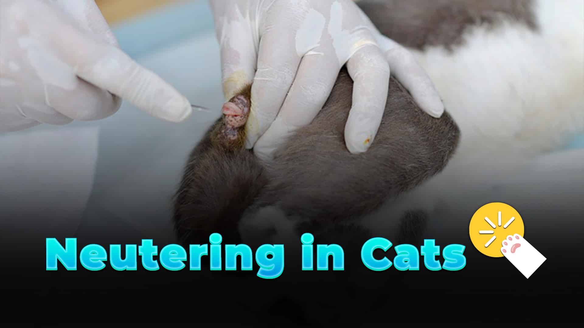 Neutering in Cats
