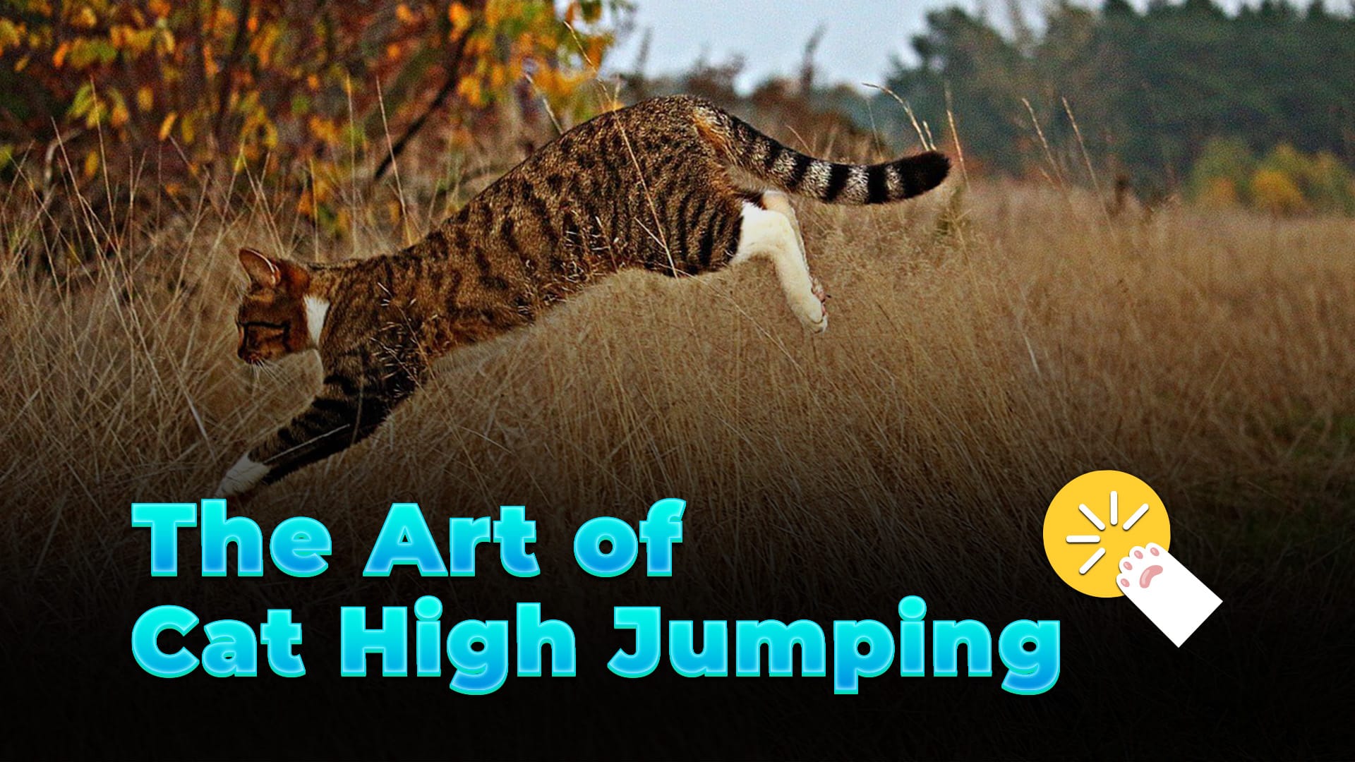 The Art of Cat High Jumping
