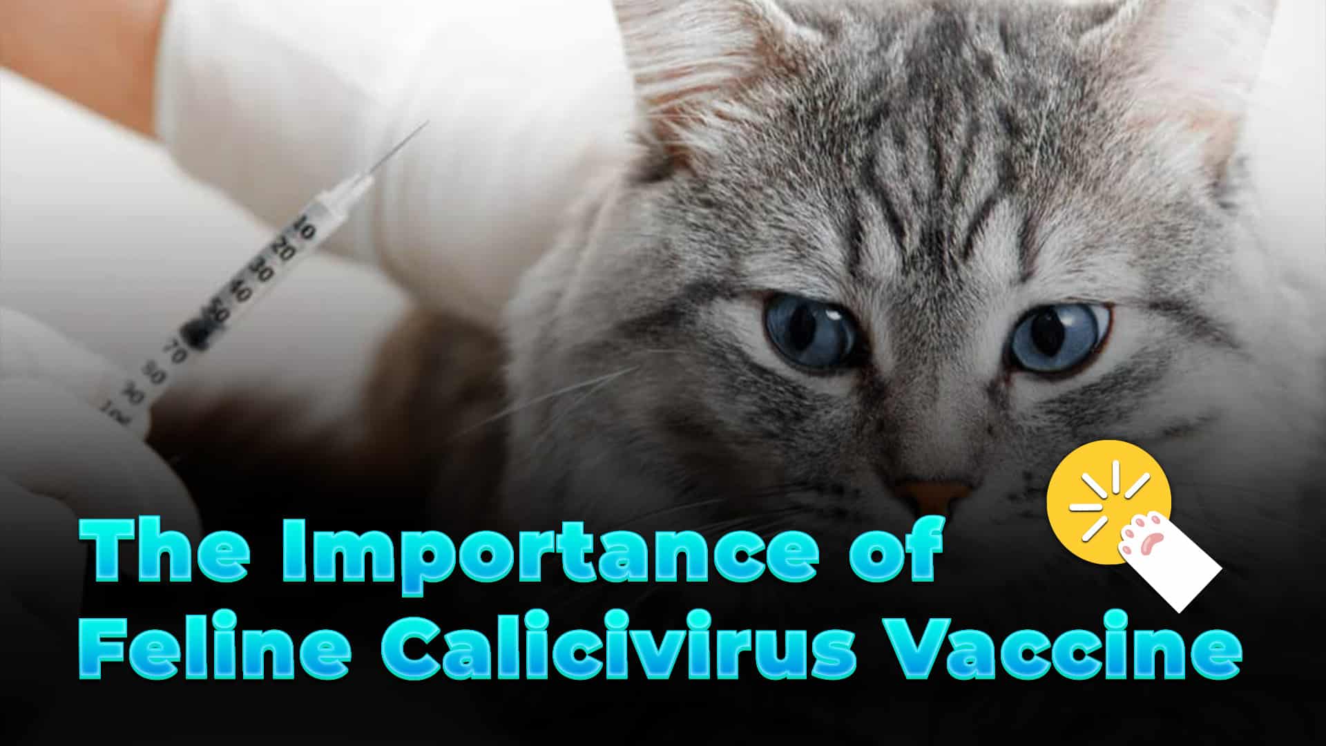 The Importance of the Feline Calicivirus Vaccine