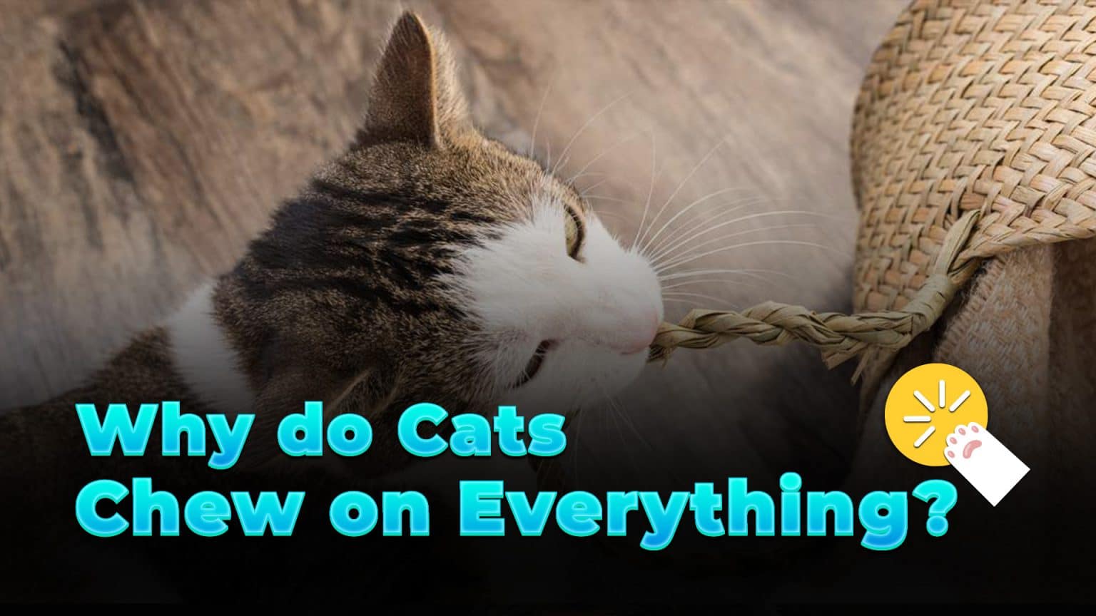 Rules and Regulations Towards Stray Cats in Malaysia