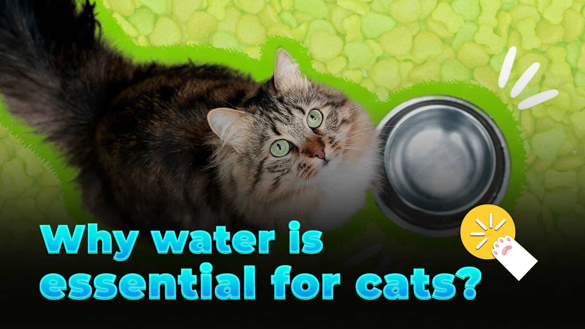 Why Water is Essential For Cats?