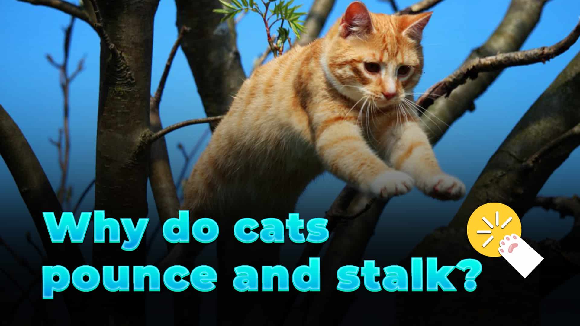 Pawminent | Premium Cat Food for Happy, Healthy Felines